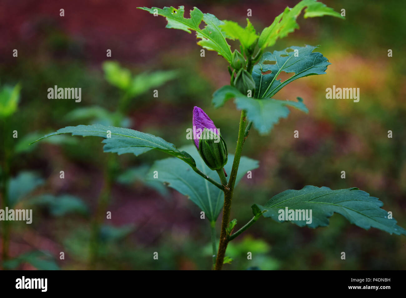 Rose of sharon flower hi-res stock photography and images - Alamy