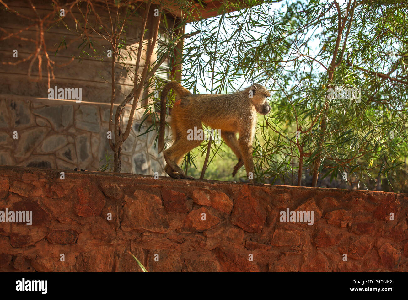 Yellow baboon (Papio cynocephalus) walking on the brick fence with su ...