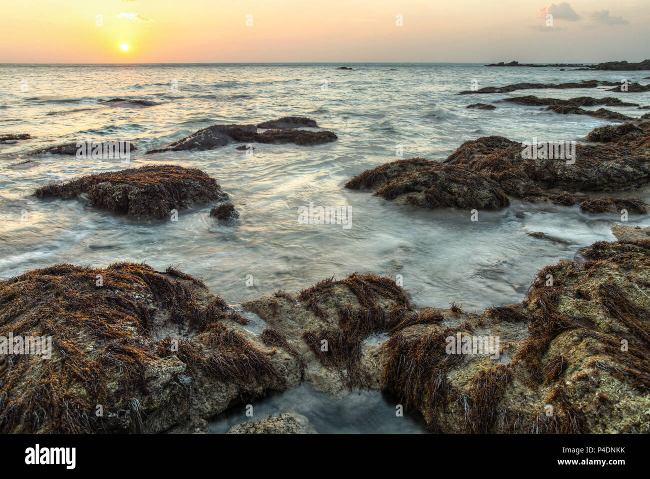 Beach during low tide, rocks with algae surfaced from sea, in sunset ...