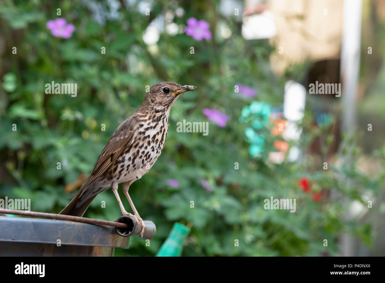 Dark brown bird hi-res stock photography and images - Alamy