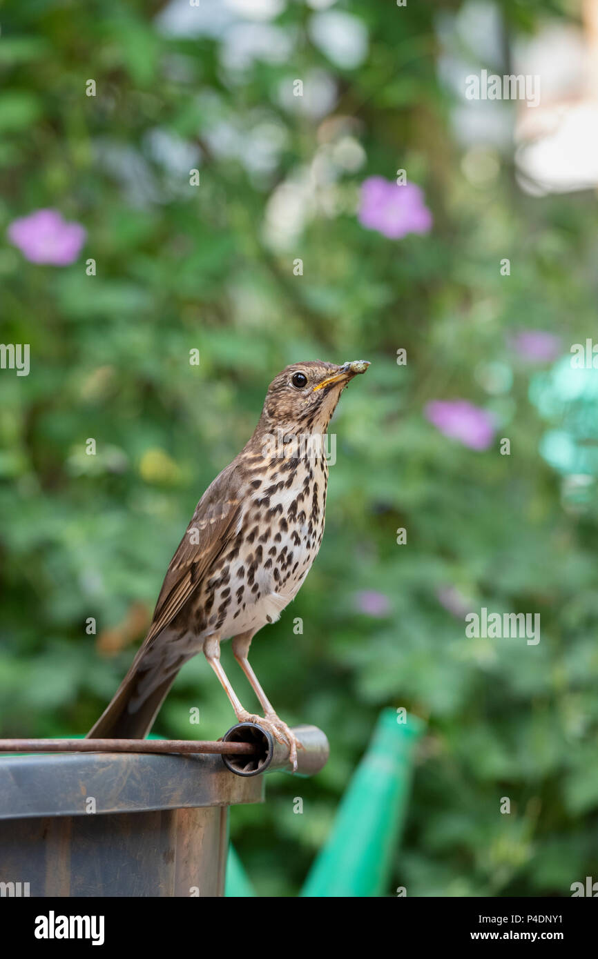 Dark brown bird hi-res stock photography and images - Alamy