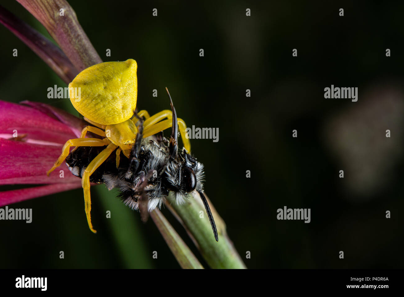 Thomistus hi-res stock photography and images - Alamy