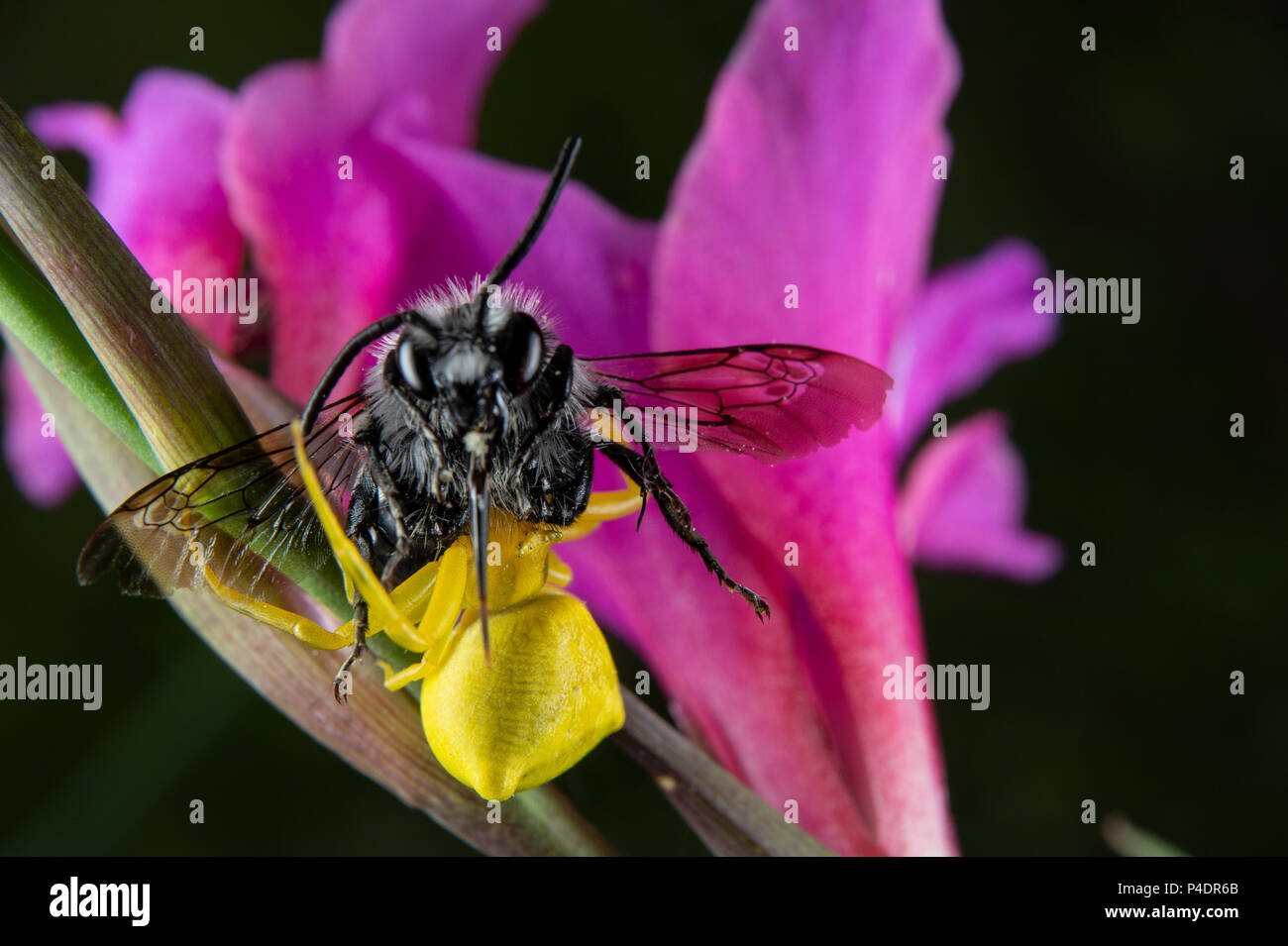 Predation by female of spider crab, Thomistus onostus, Thomisidae ...