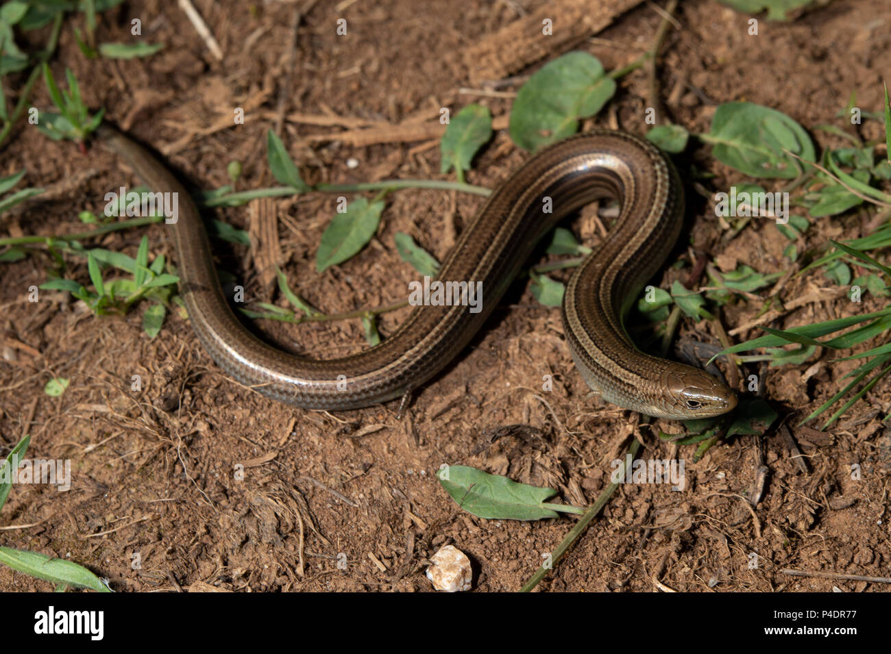 Italian Three-toed Skink, Luscengola, Chalcides chalcides , Scincidae ...