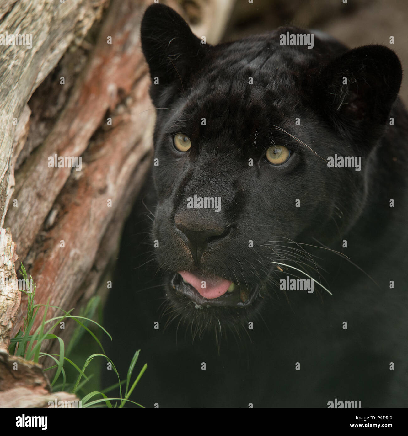 Black panther, panthera pardus hi-res stock photography and images - Alamy