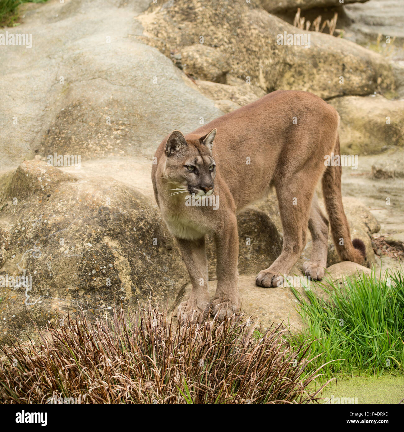Beautiful image of Puma Concolor among rocks in colorful landscape ...