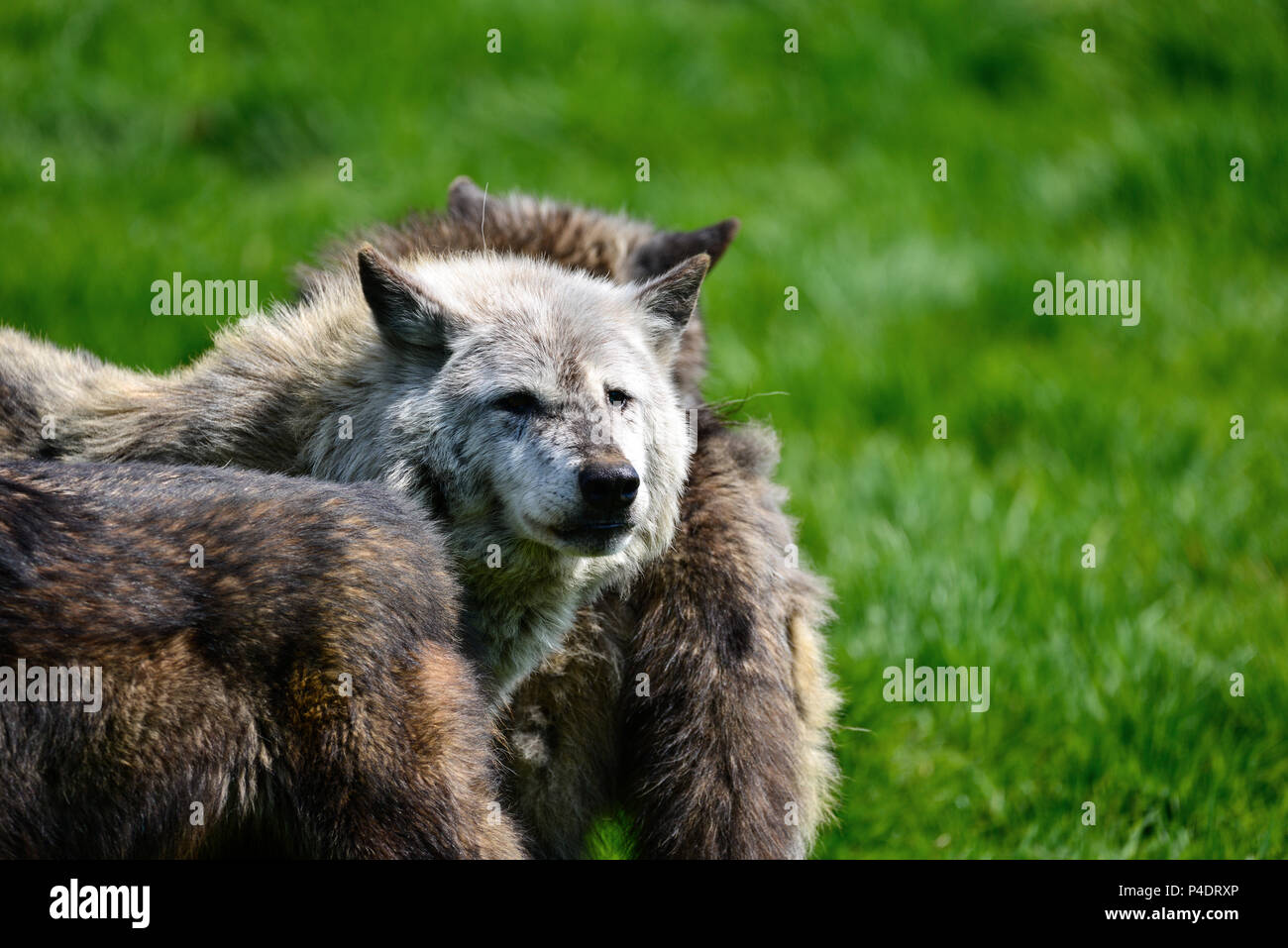 Beautiful grey Timber Wolf Cnis Lupus stalking and eating in forest ...