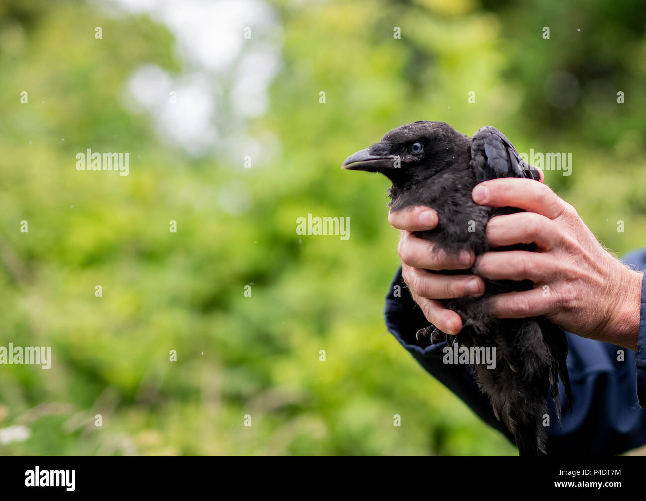 a young crow who was unavle to fly yet , showing the blue eyes Stock ...