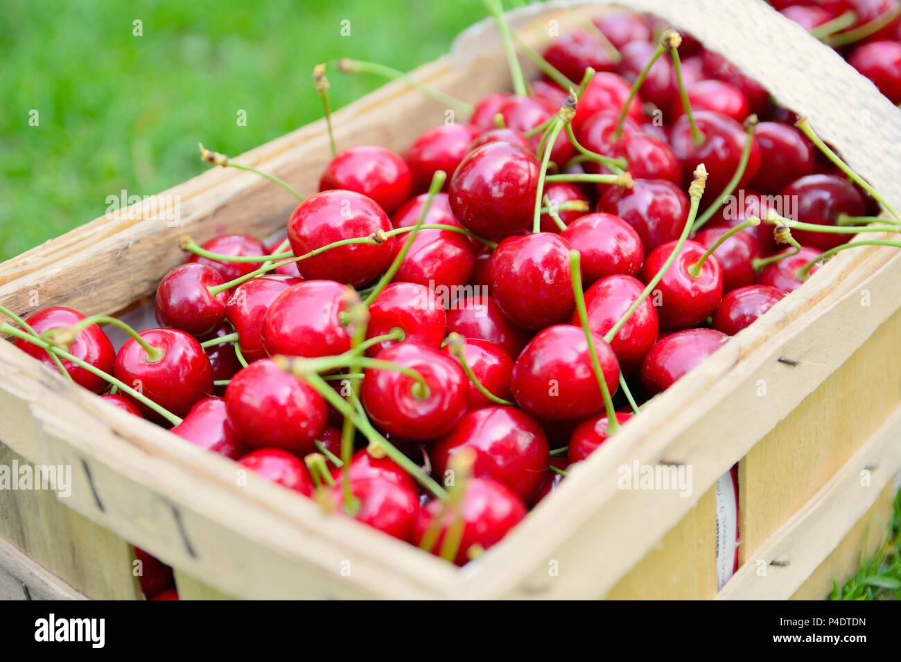 Ripe fresh cherries hi-res stock photography and images - Alamy