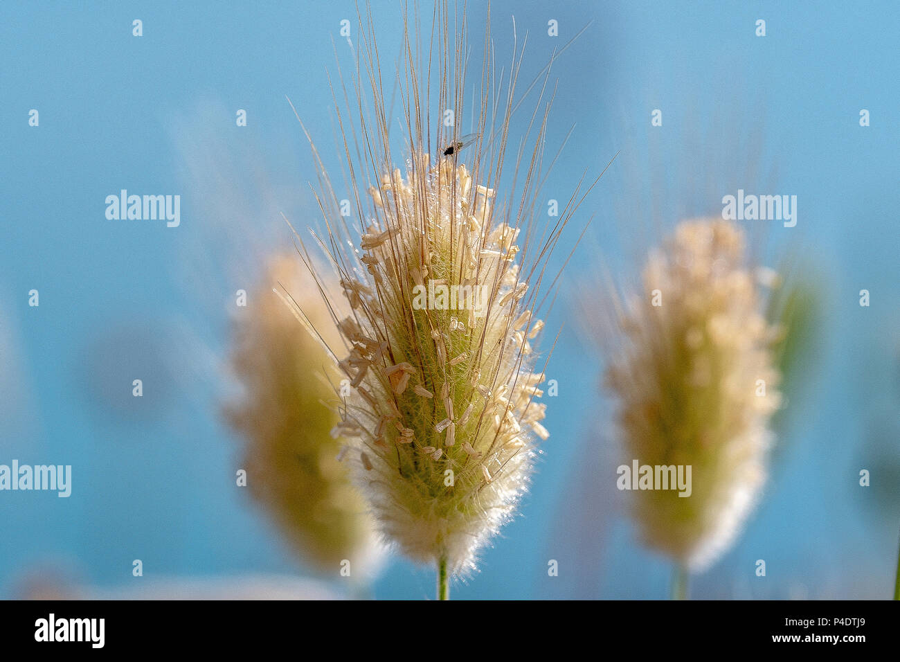 Grass seed head hi-res stock photography and images - Alamy