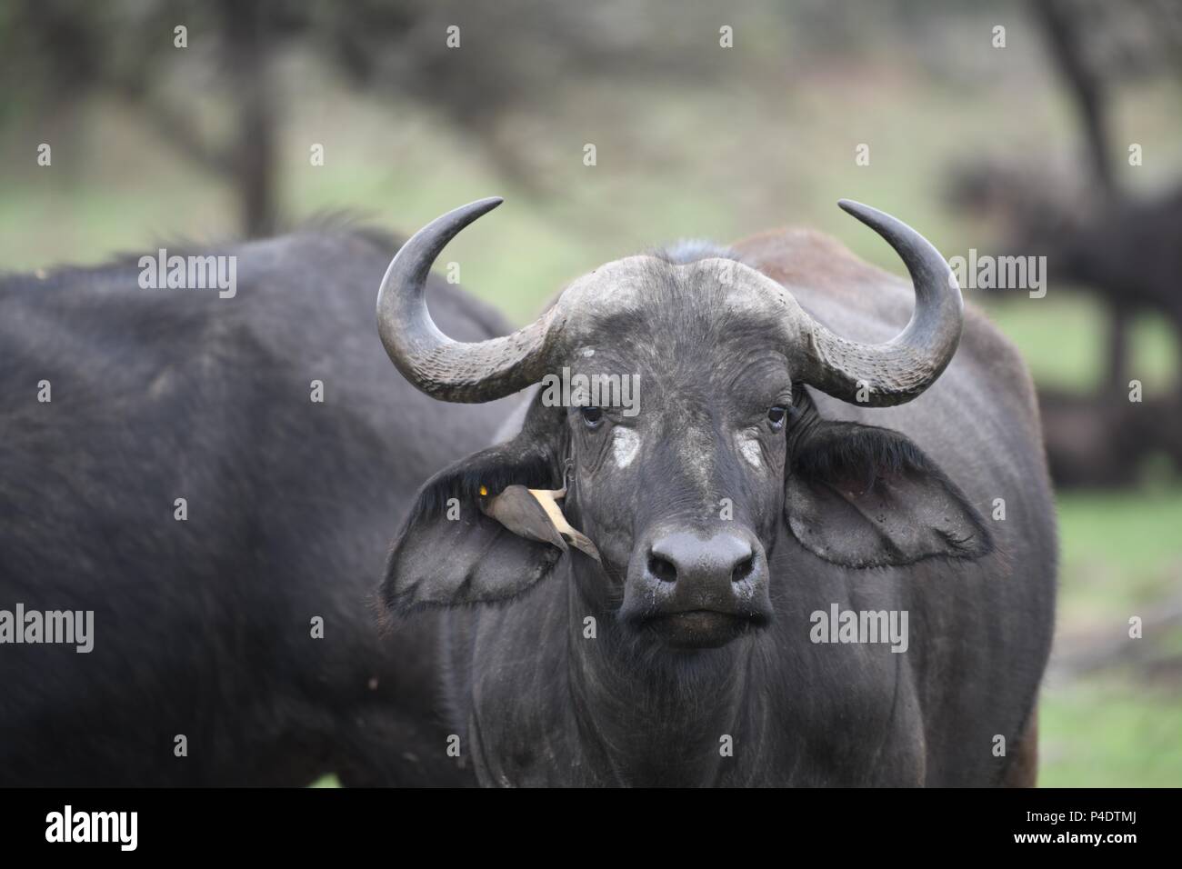 Tick bird on ear of African Cape Savannah Buffalo at Mahali Mzuri in ...