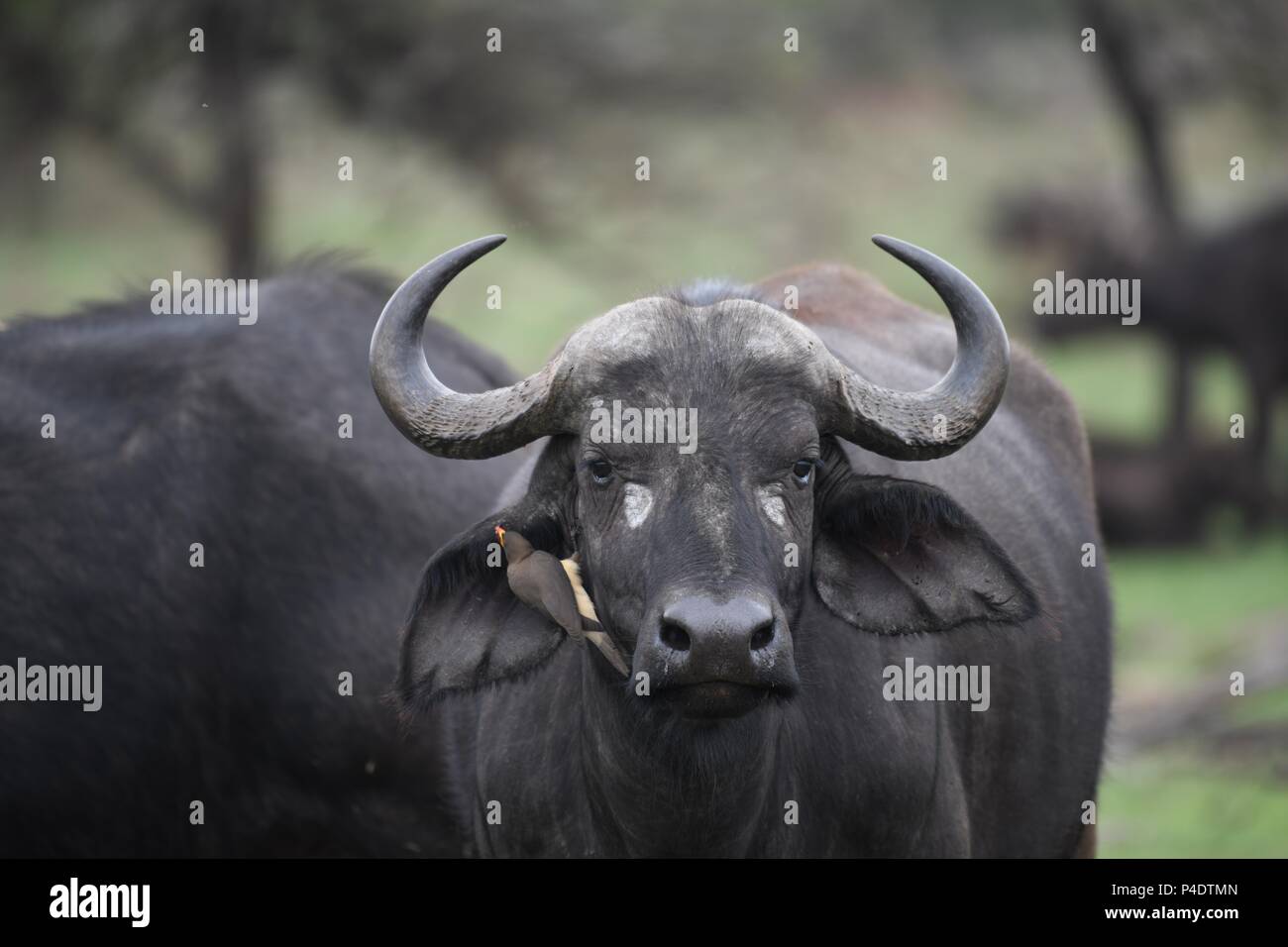 Bird eating ticks hi-res stock photography and images - Alamy