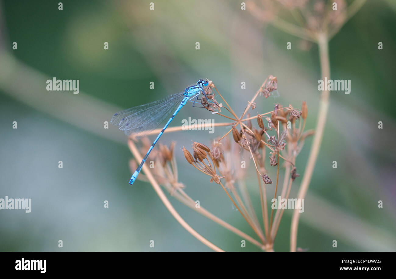 Jenna Chamberlain Stock Photos & Images from Alamy