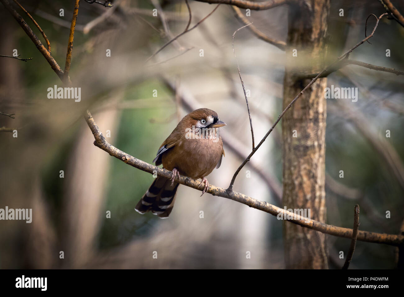 Wildlife vignette hi-res stock photography and images - Alamy