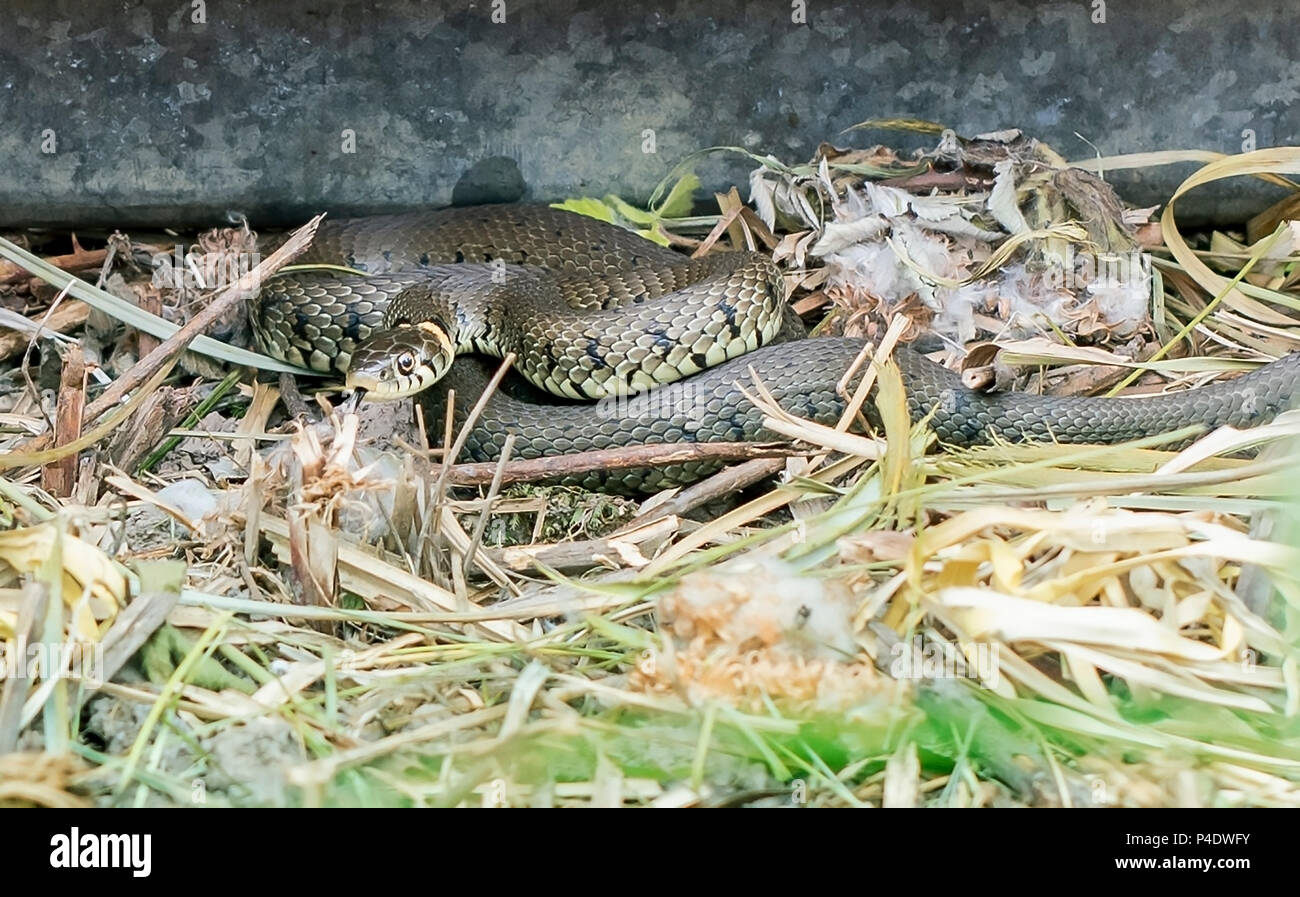 Olive grass snake hi-res stock photography and images - Alamy