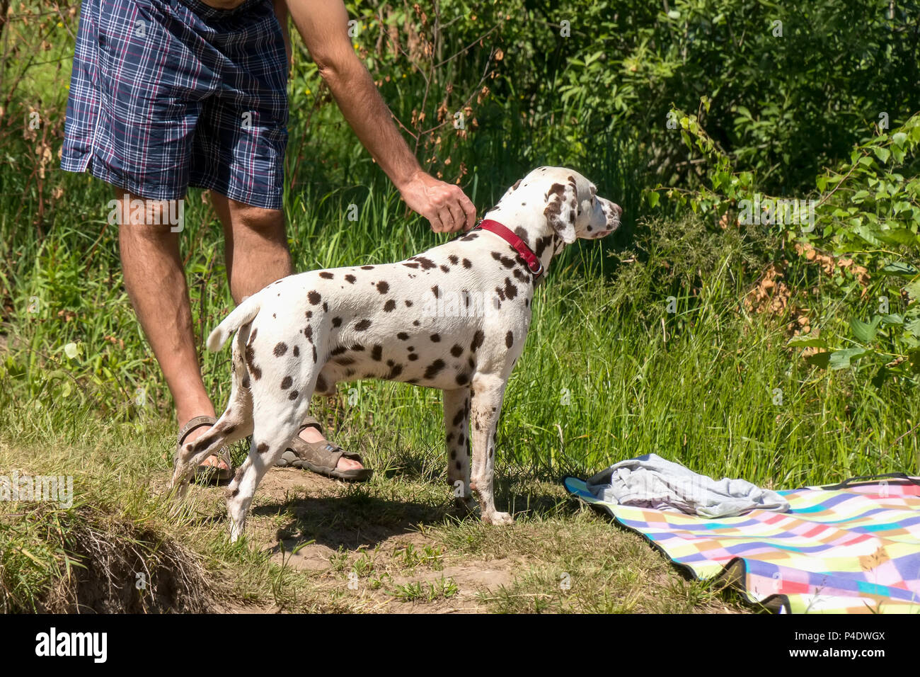Adult dalmatian dog in nature hi-res stock photography and images - Alamy