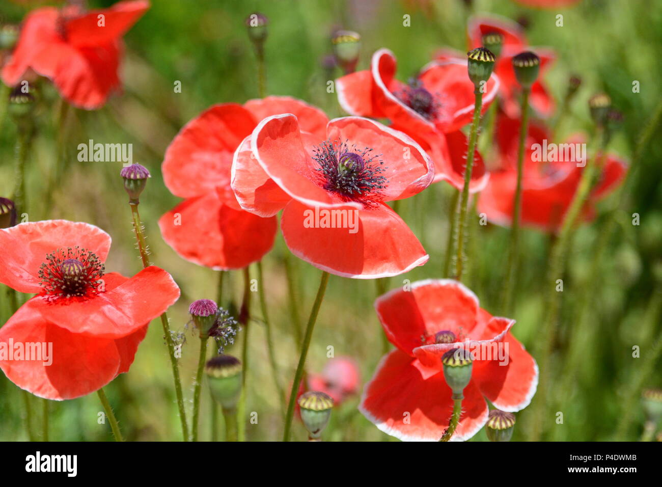 Red poppies flowers in Kyoto Botanical Garden. Japan Stock Photo - Alamy