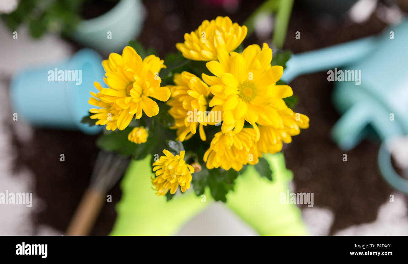 Picture on top of person's hands in gloves transplanting flower Stock ...