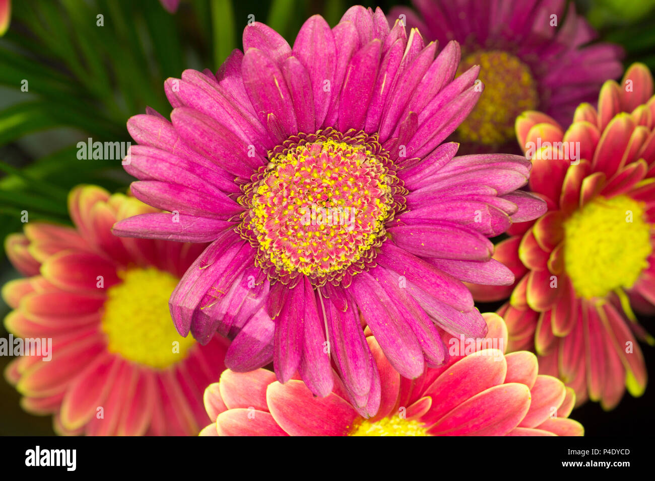 Red yellow daisy hi-res stock photography and images - Alamy