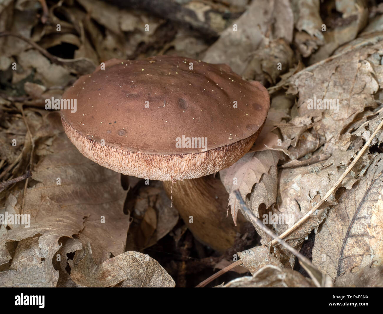 Wild food.Boletus mushroom in oak wood Stock Photo - Alamy