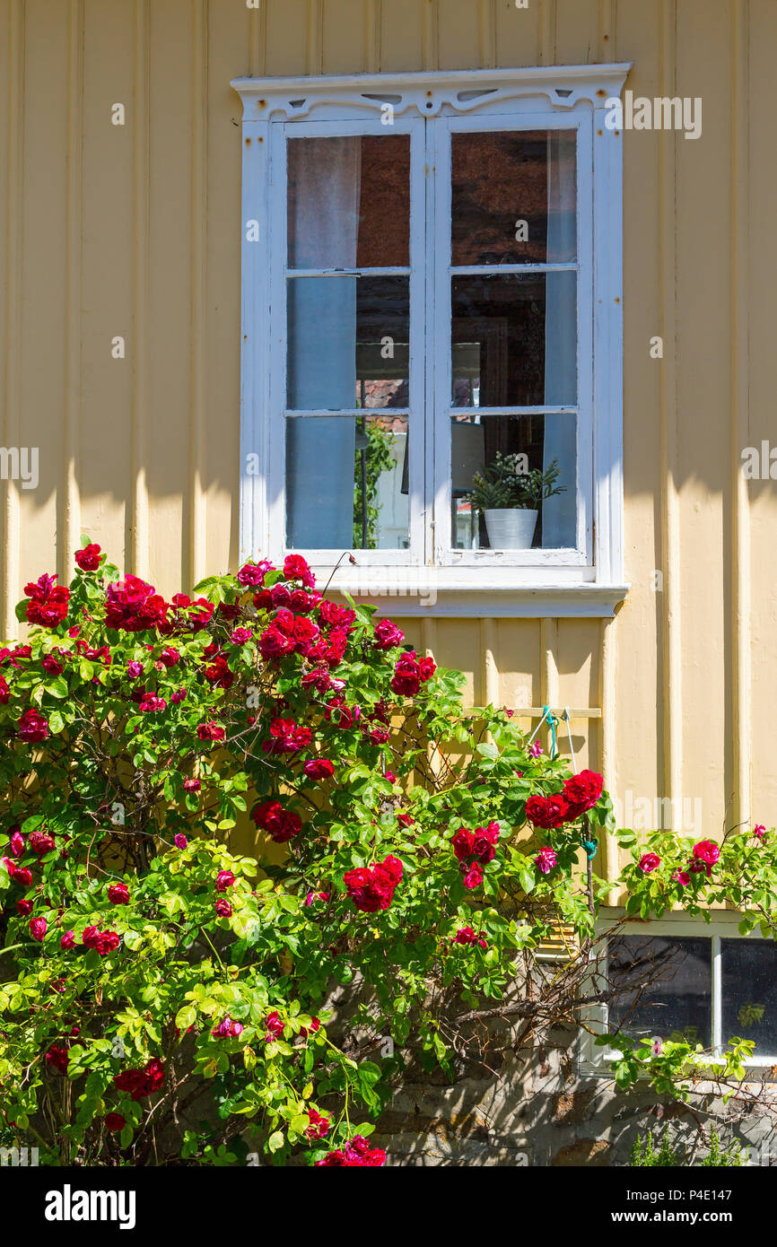 Red roses at a house window in the garden Stock Photo - Alamy