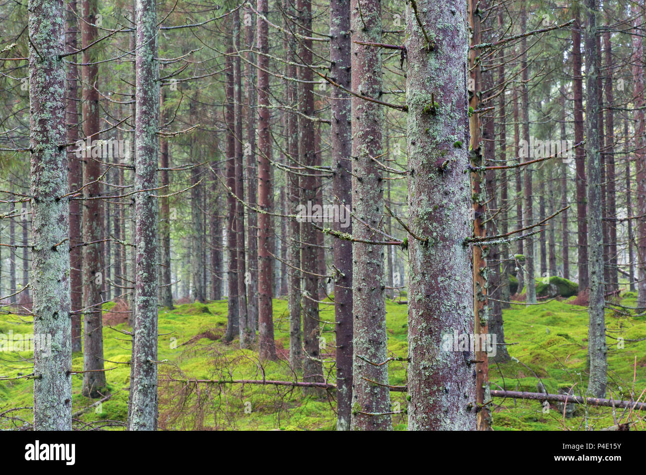 Spruce trunks in coniferous forests Stock Photo - Alamy