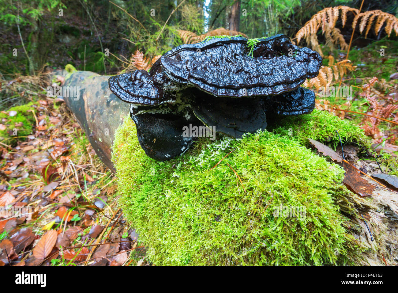 Black bracket polypore fungi hi-res stock photography and images - Alamy