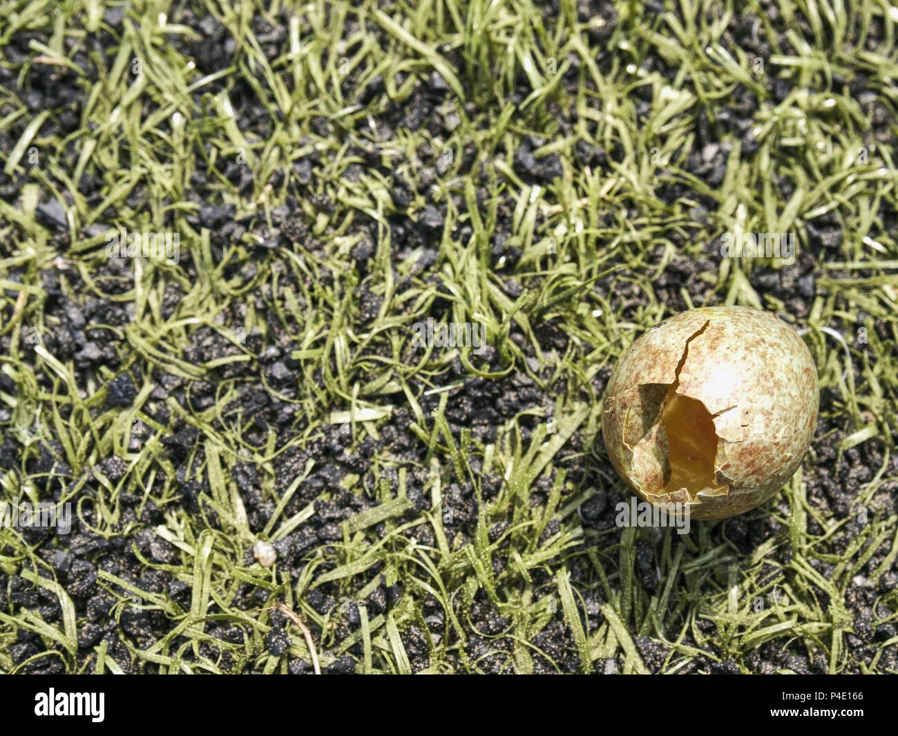 Blackbird robin nest hi-res stock photography and images - Alamy