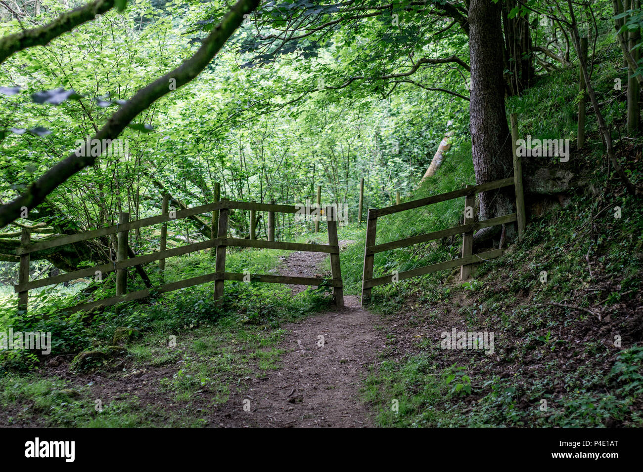 Forrest in North Yorkshire England Stock Photo - Alamy