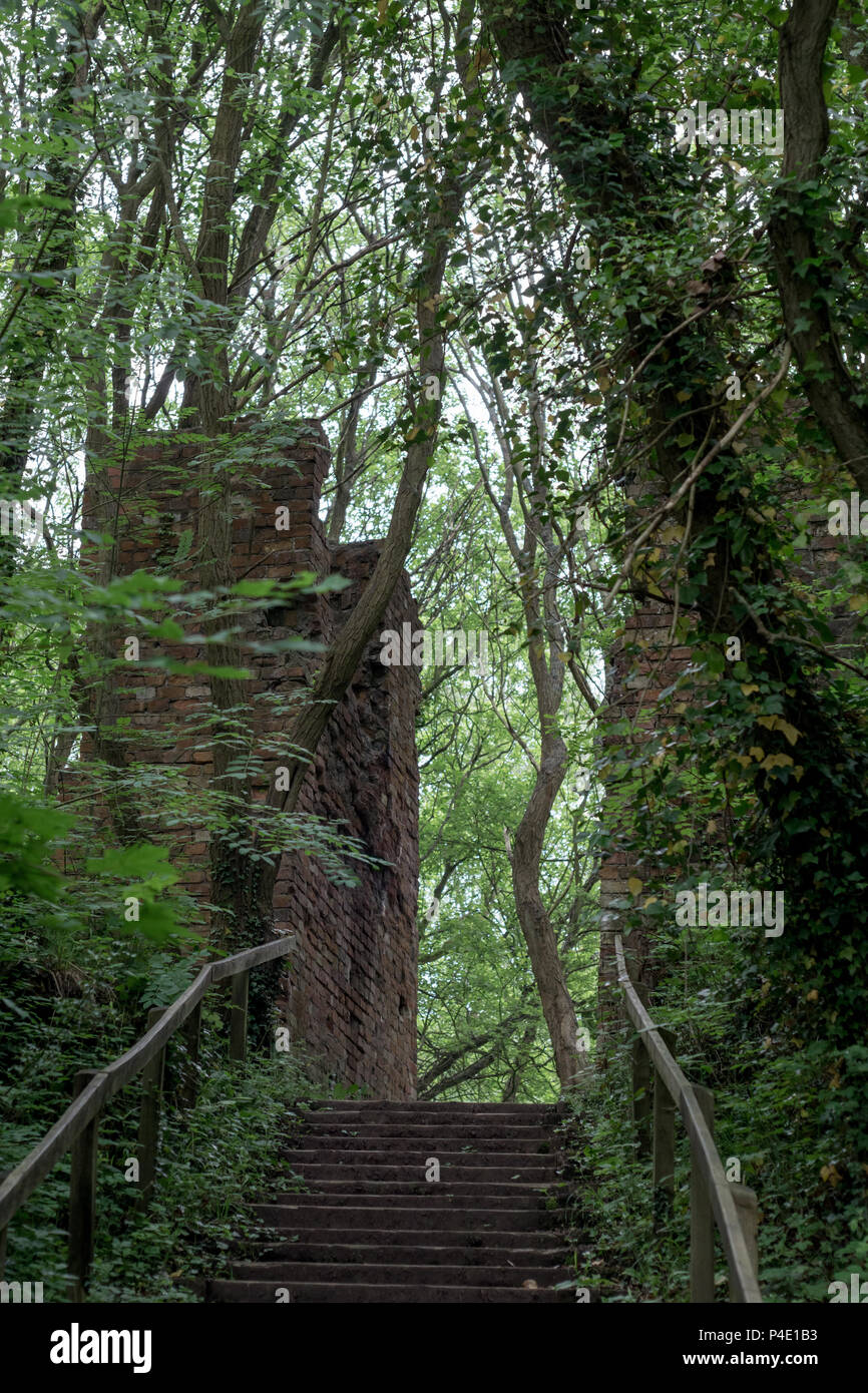 Dense Forrest High Resolution Stock Photography and Images - Alamy