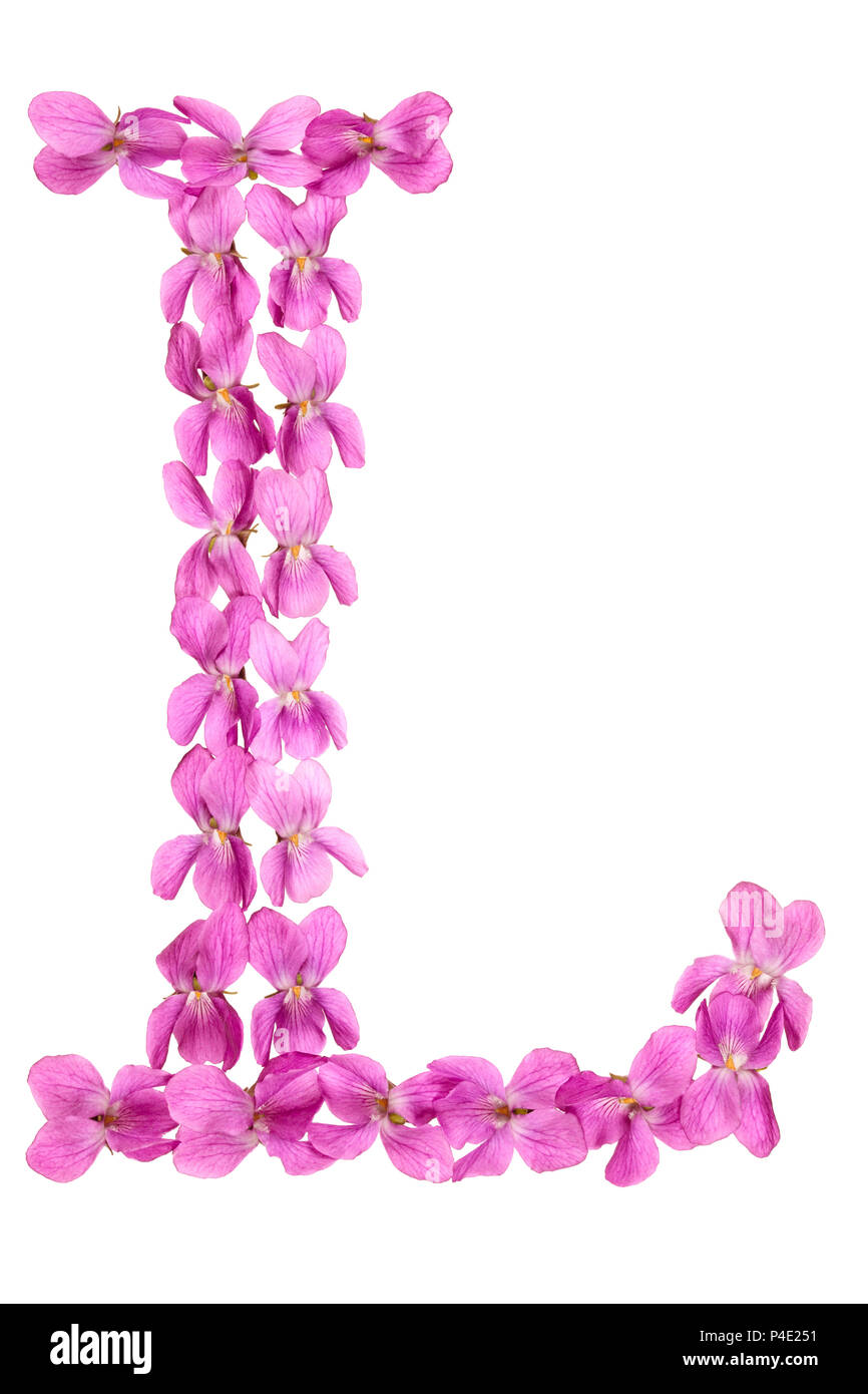Letter L from alphabet, from flowers of violet, isolated on white ...