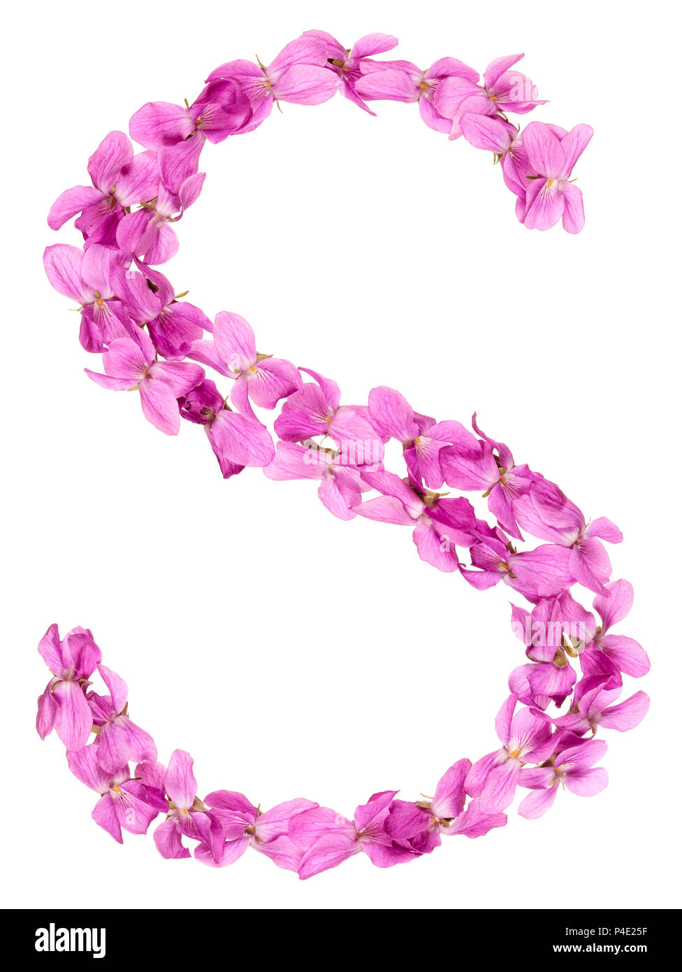 Letter S from alphabet, from flowers of violet, isolated on white ...
