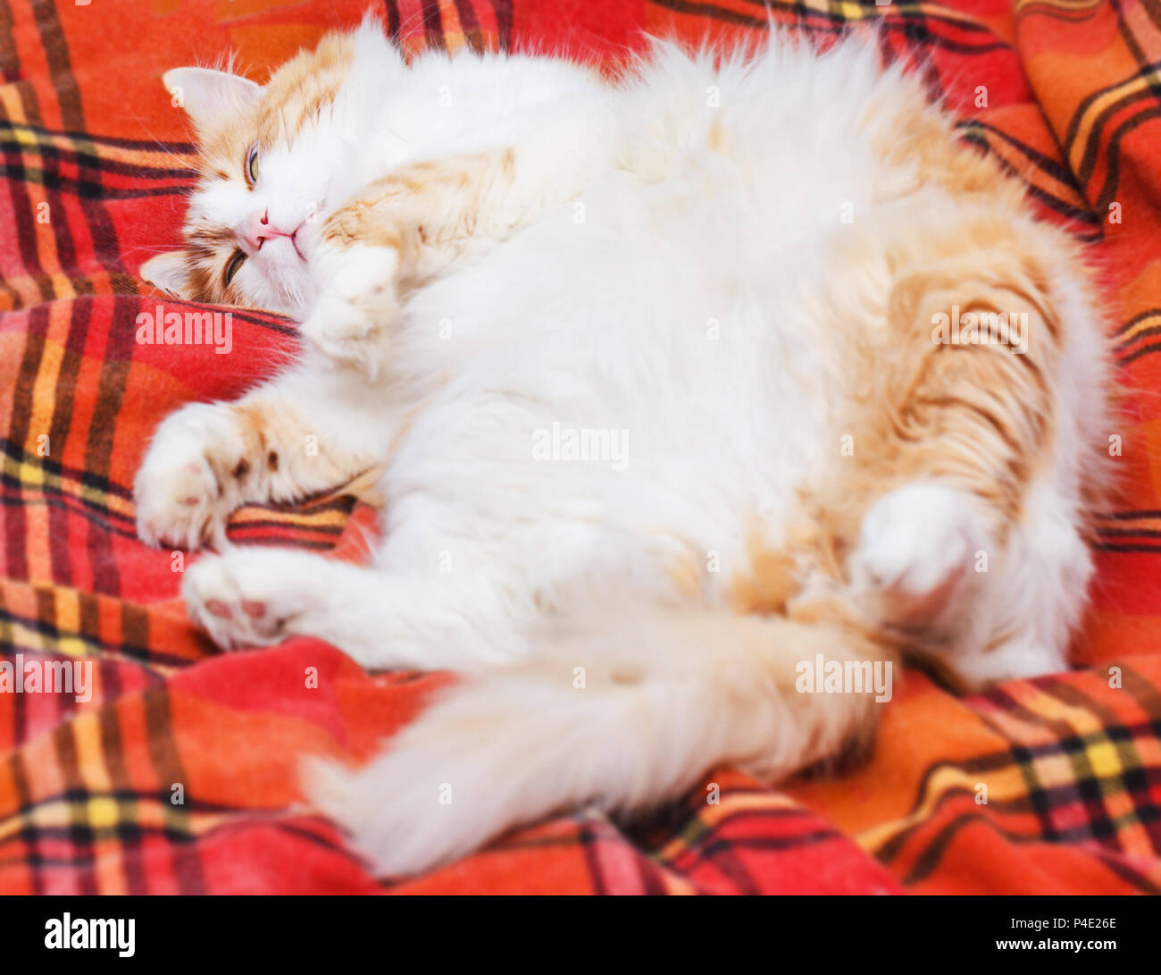 Adult pretty big red cat has collapsed and sleeping Stock Photo - Alamy