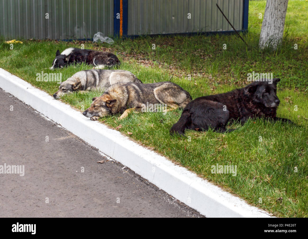 Old dogs group hi-res stock photography and images - Alamy