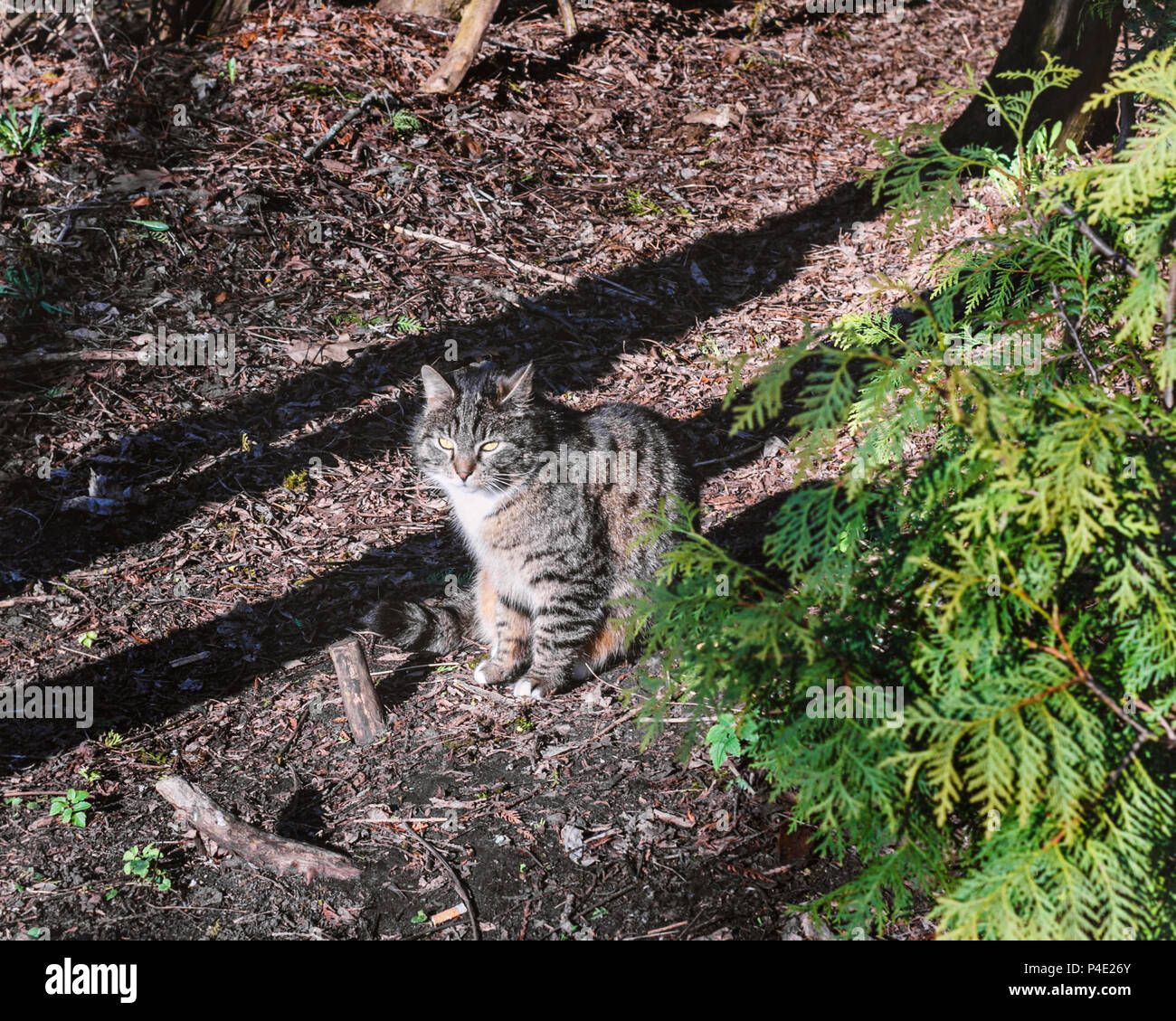 Cat light rays hi-res stock photography and images - Alamy