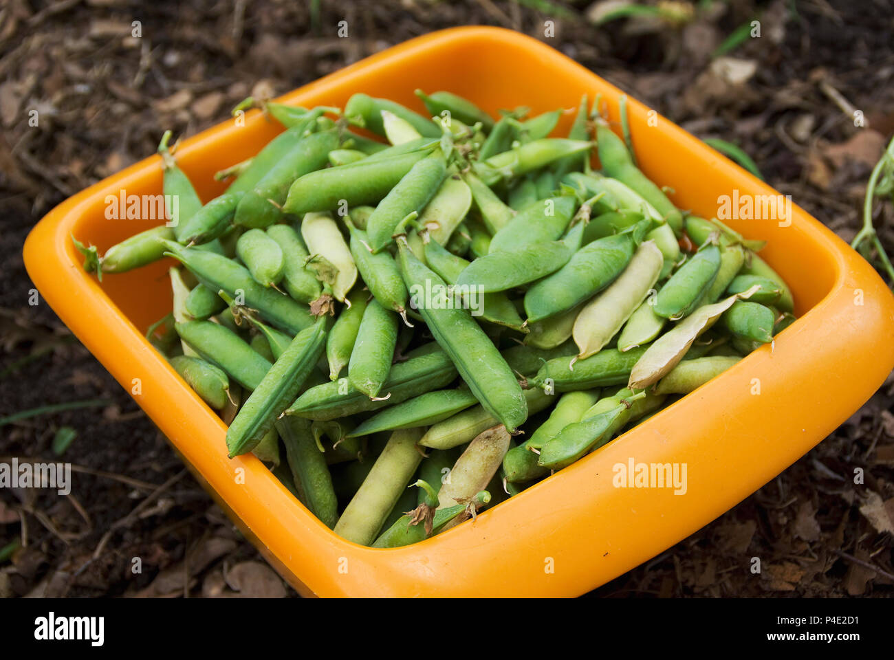 First peas hi-res stock photography and images - Alamy