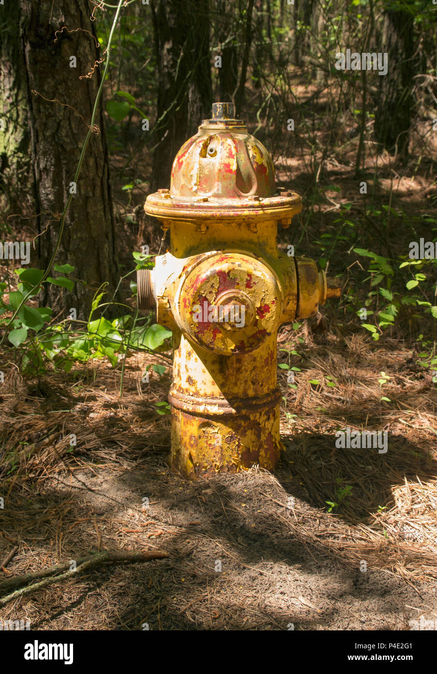 A fire hydrant is placed in the middle of a park in Bethany Beach ...