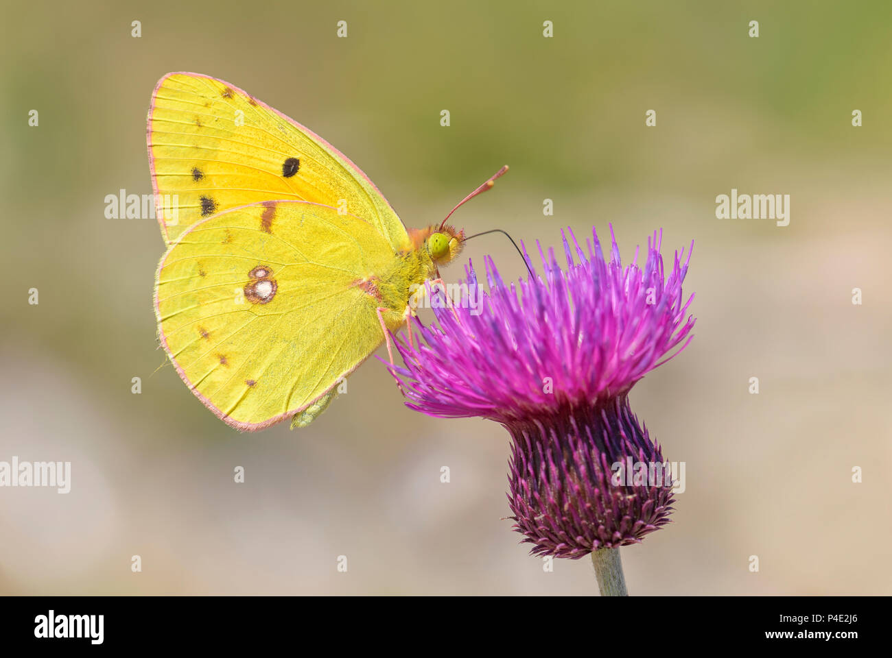 Berger's Clouded Yellow butterfly - Colias alfacariensis, beautiful ...