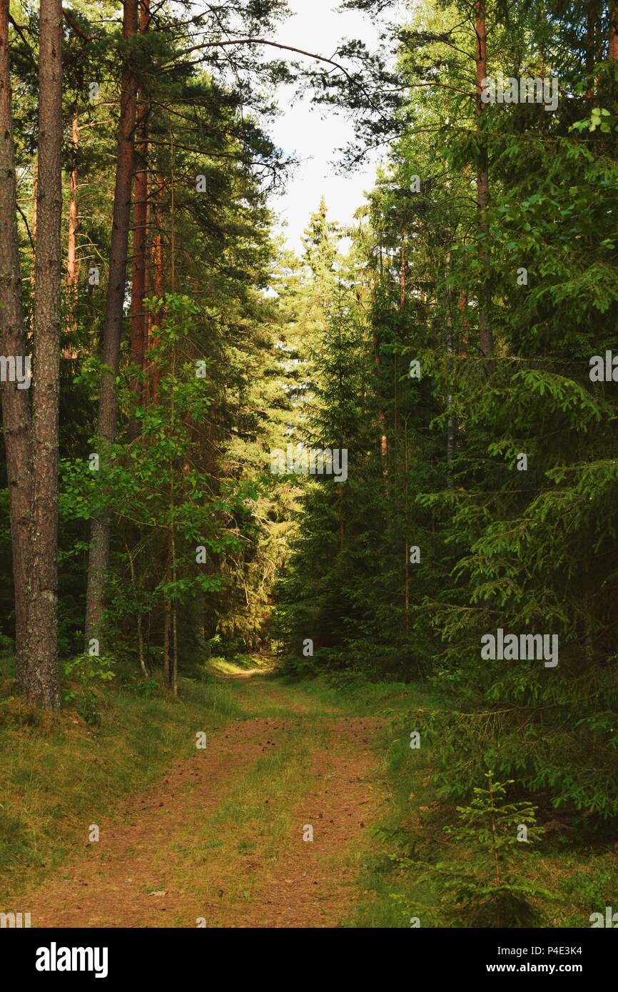 Follow The Path Through The Trees High Resolution Stock Photography and ...