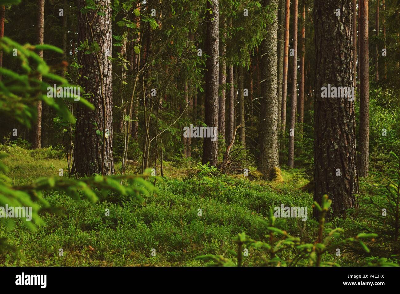 Trees in the forest Stock Photo - Alamy