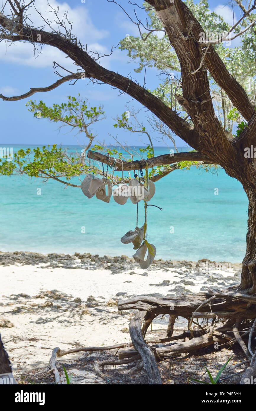 Old bleached conch shells and others hanging from tree limb on the ...