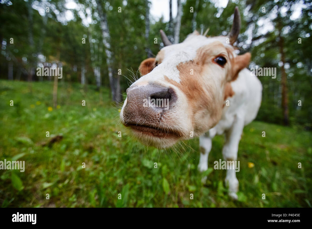 Comical portrait of a cow shot on a wide-angle lens Stock Photo - Alamy