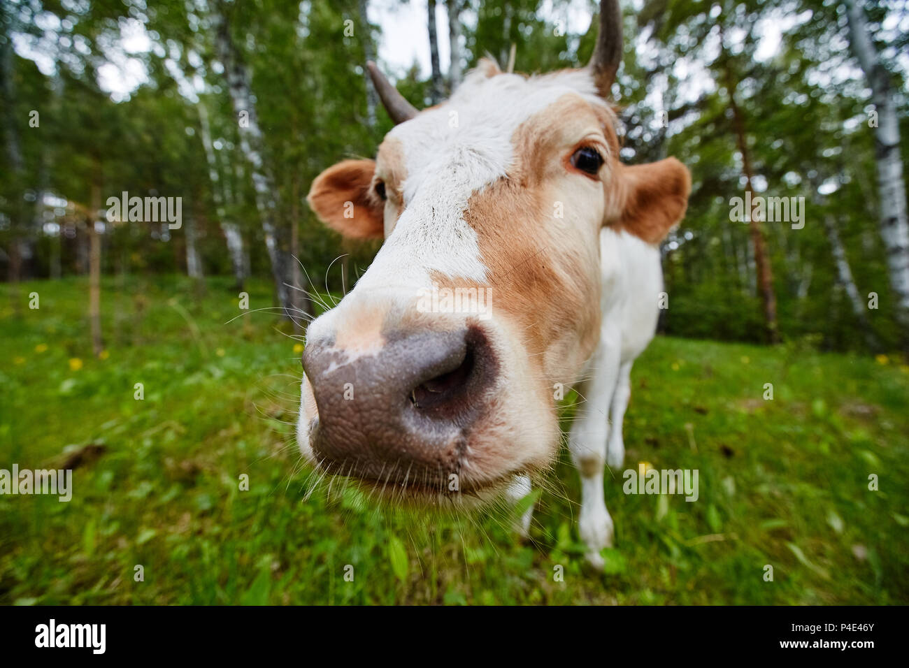 Comical portrait of a cow shot on a wide-angle lens Stock Photo - Alamy