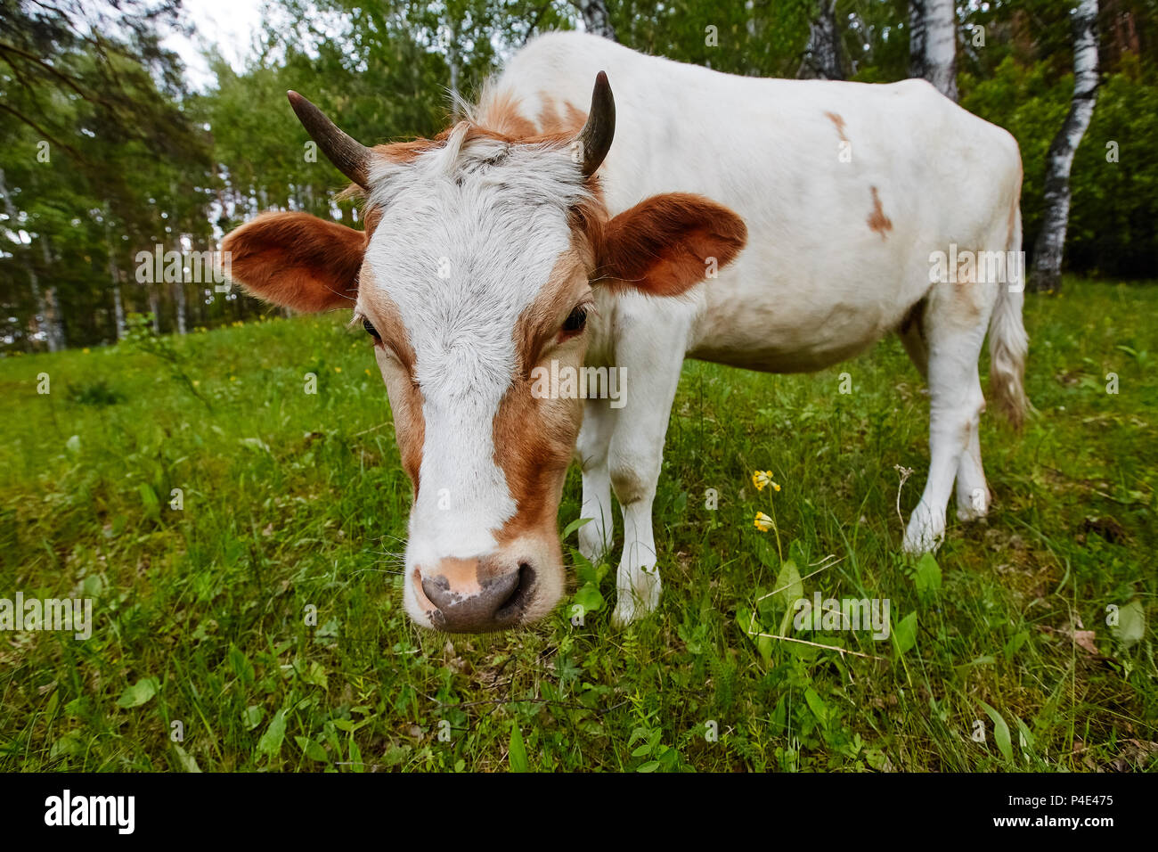 Comical portrait of a cow shot on a wide-angle lens Stock Photo - Alamy