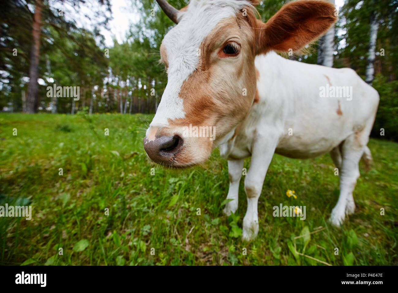 Comical portrait of a cow shot on a wide-angle lens Stock Photo - Alamy