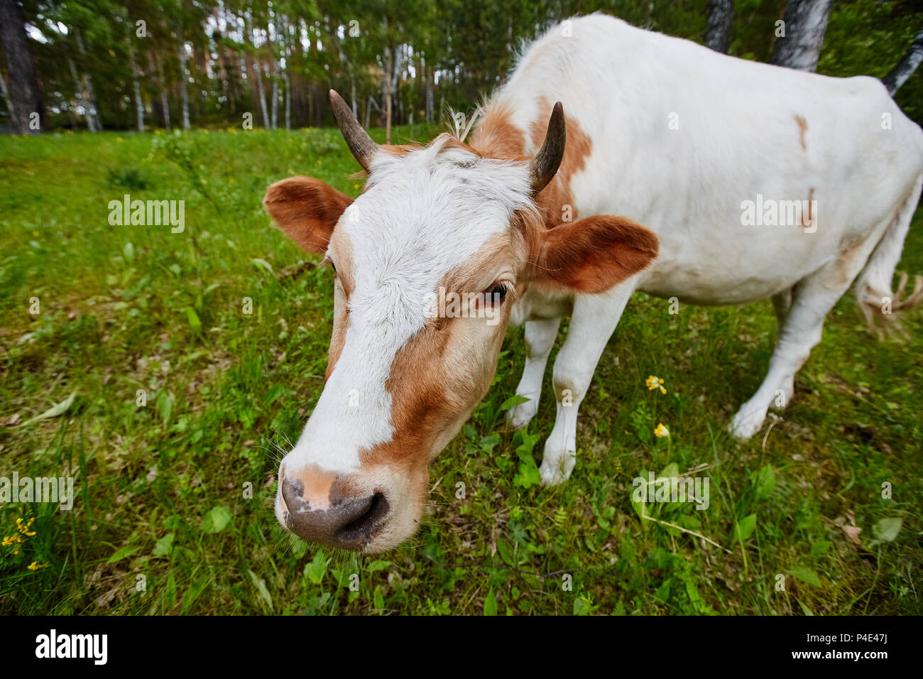 Comical portrait of a cow shot on a wide-angle lens Stock Photo - Alamy