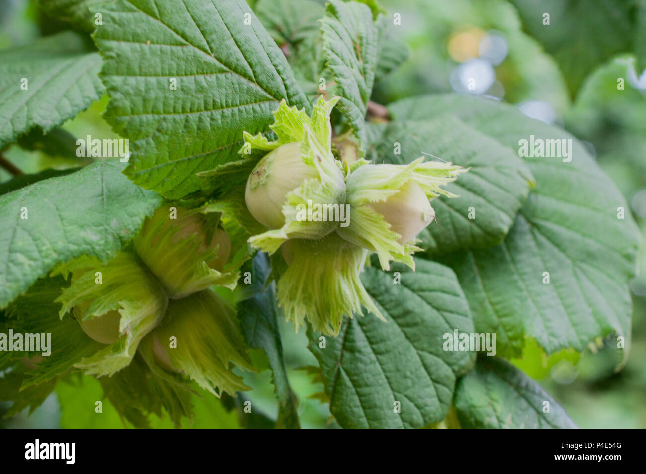 Hazelnuts ripening on the tree Stock Photo - Alamy