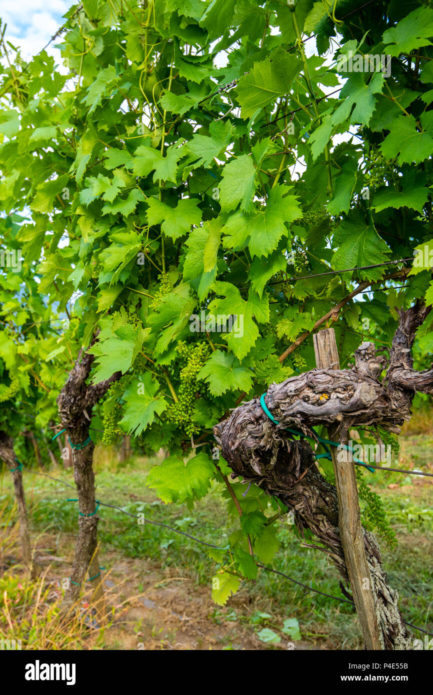 Vineyard in summer morning, grape vines planted in rows, Europe ...