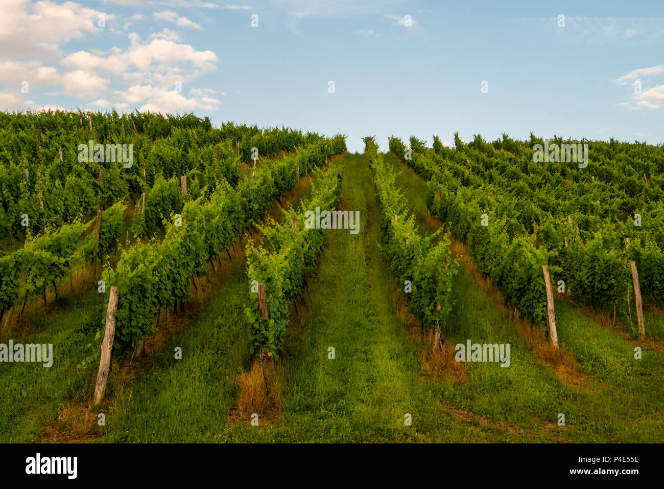 Sunrise in the vineyard, Vineyard with rows of grape vine in sunrise ...