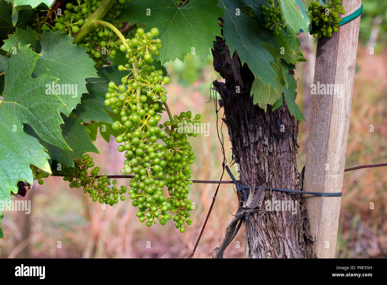 Green, unripe, young wine grapes in vineyard, early summer, close-up ...